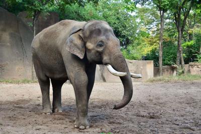 Raja moving out of St. Louis Zoo | Local News | advantagenews.com