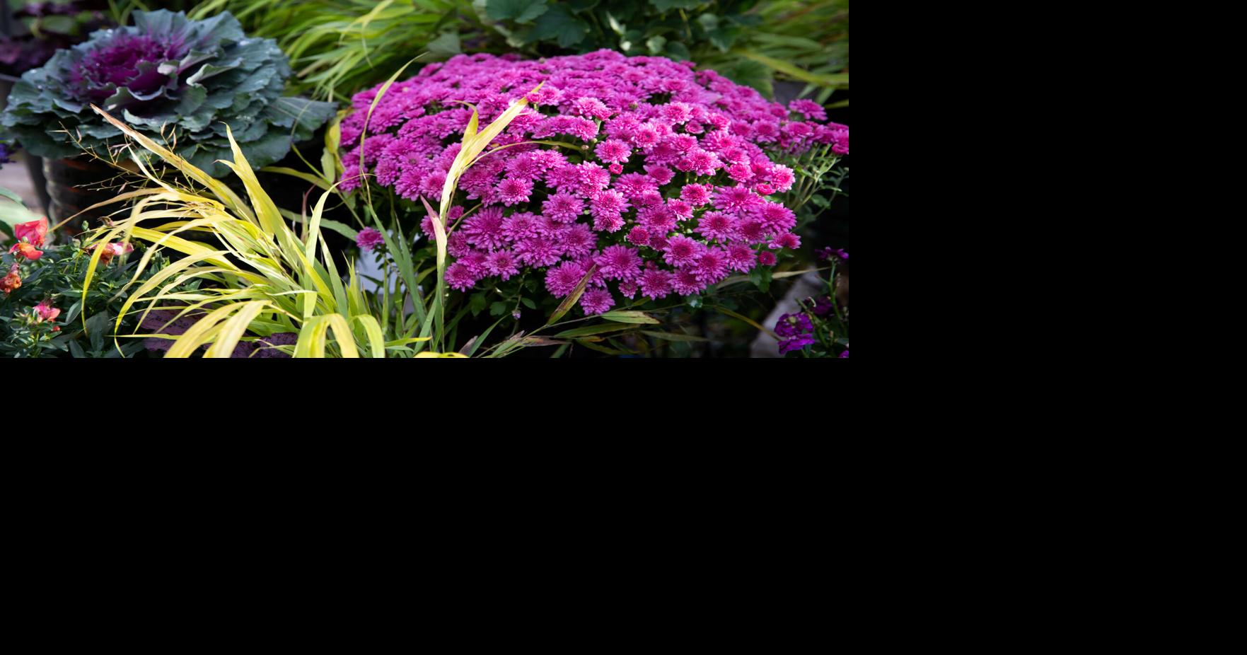Tips for getting mums through the winter | Local News | advantagenews.com
