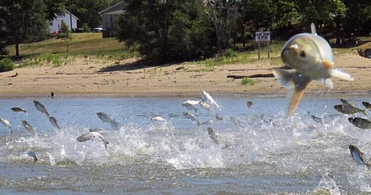 Copi, formerly known as ‘Asian carp,’ gets $600k awareness campaign ...