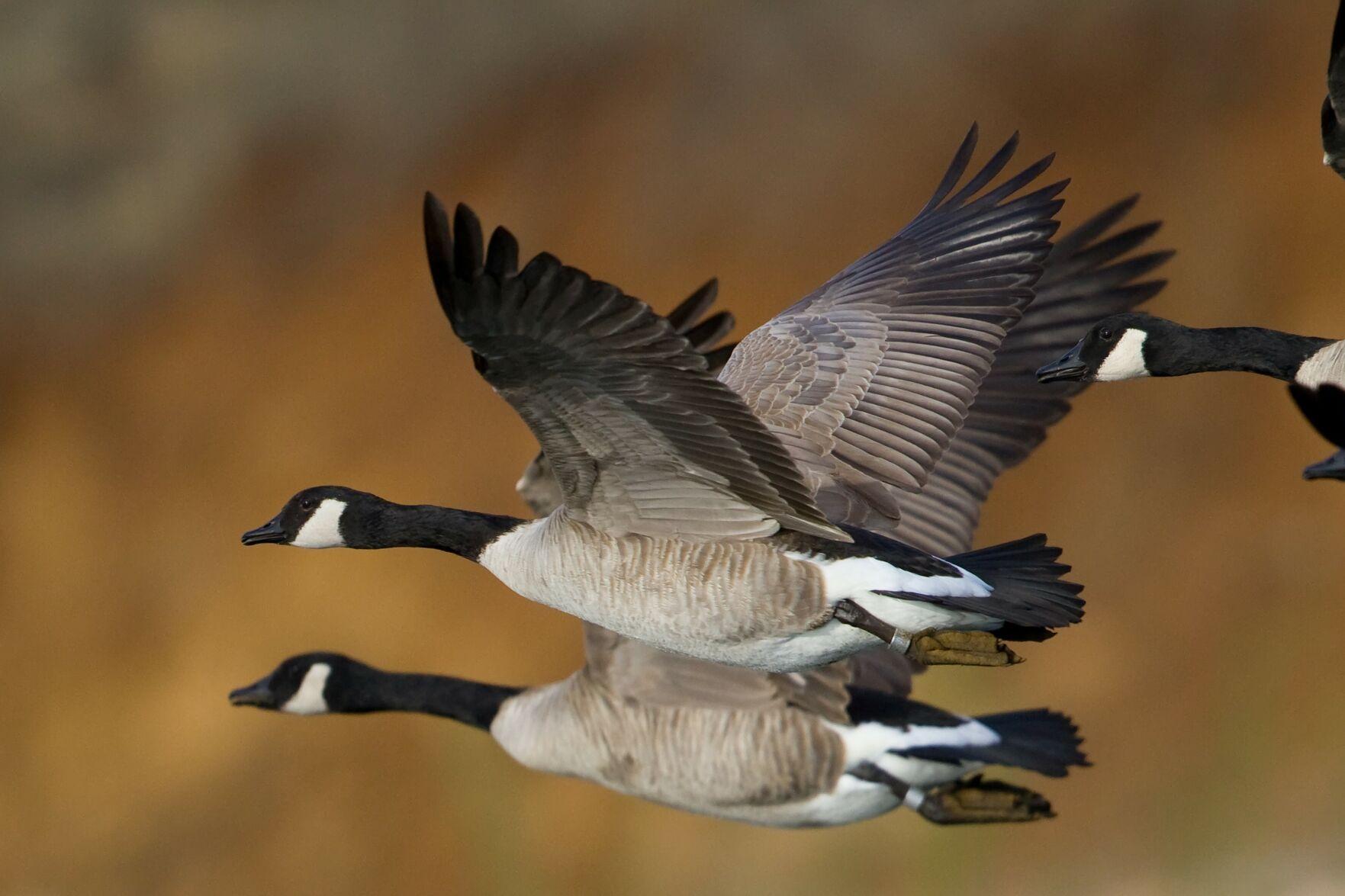 Addressing Illinois' Canadian Geese problem | News | advantagenews.com