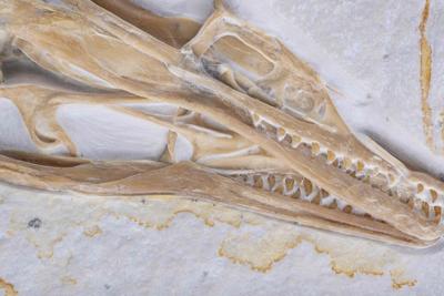 Field Museum unveils fossil of earliest known bird | Local News ...