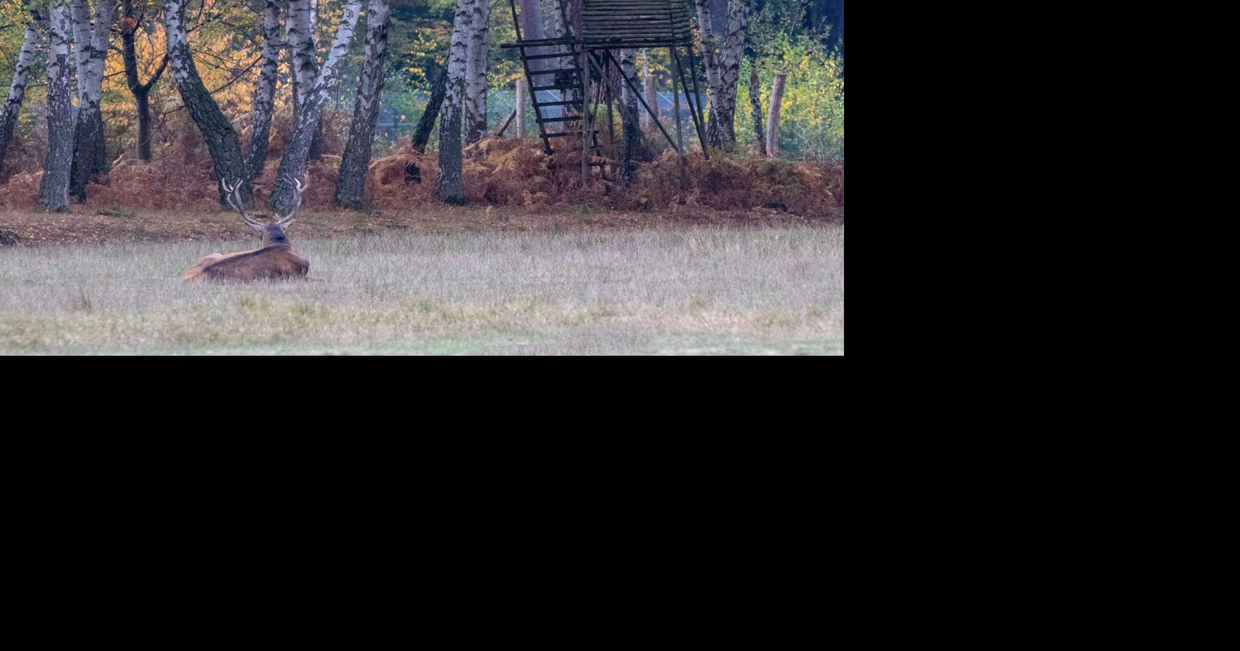 Falls from tree stands injure more Illinois hunters than firearm ...