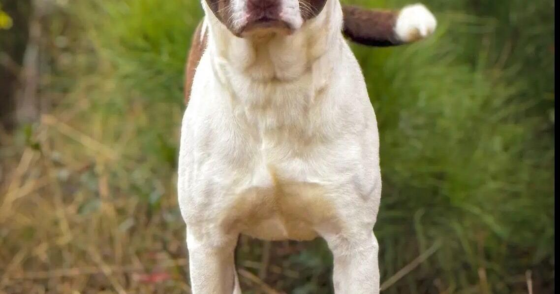 Conway is a dog in need | News | advertisergleam.com