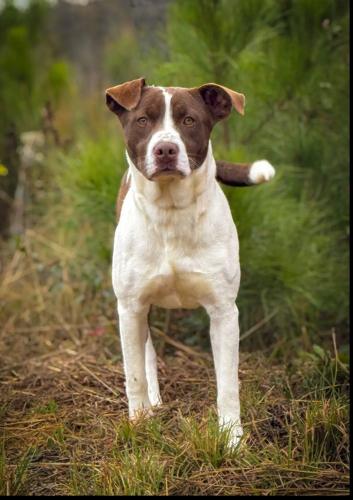 Conway is a dog in need | News | advertisergleam.com