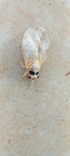 Home & Farm - Cicada emergence starts in county | News ...