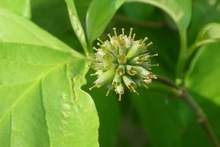 Troup's Take - A new leaf, another miracle of nature | Columnists ...