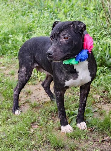 Bonnie the dog could use a home | News | advertisergleam.com