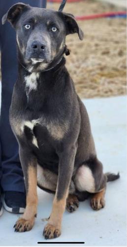 Saban is well-mannered gentledog | News | advertisergleam.com