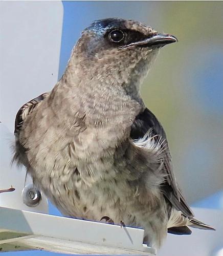 A long trip for Sand Mtn. martin | News | advertisergleam.com