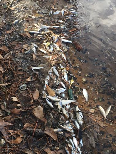 Outdoors - Shad Die-Off Nothing To Cause Concern | Sports ...