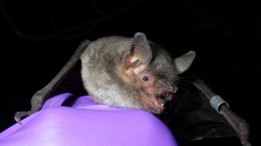 Summer Fun - Gray bats emerge nightly | News | advertisergleam.com