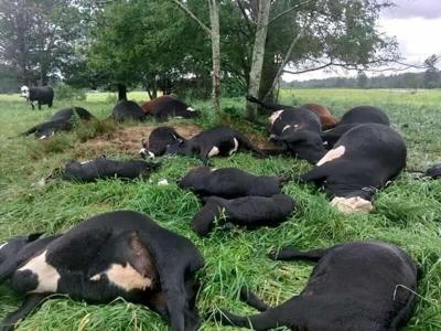 LIghtning strike takes out 19 cows | News | advertisergleam.com