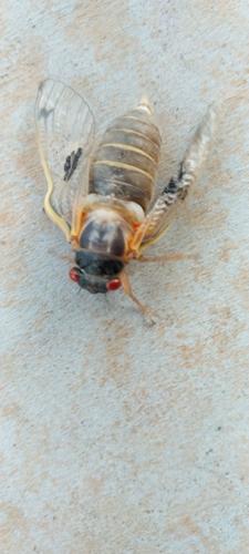 Home & Farm - Cicada emergence starts in county | News ...