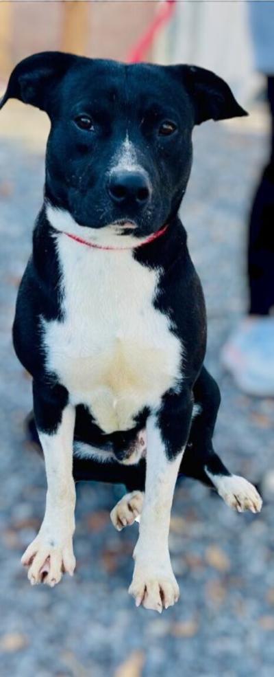 Ronny the dog playful, friendly | News | advertisergleam.com