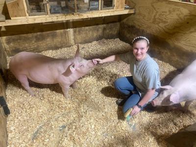 Ag – 4-H pig project a family affai | News | advertisergleam.com