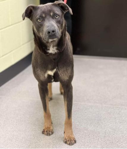 Euthanasia date coming for Saban | News | advertisergleam.com