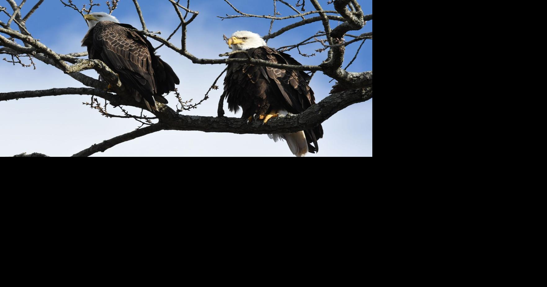 Eagle Awareness loses a weekend | News | advertisergleam.com