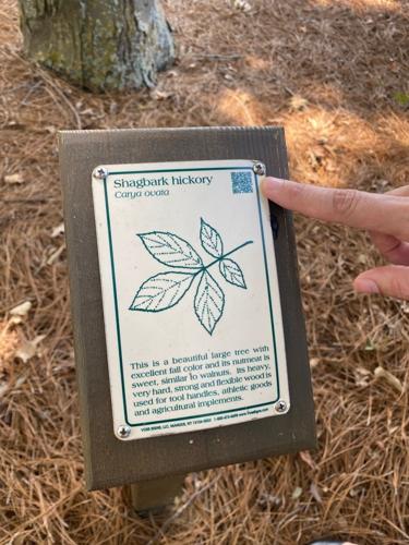 City’s tree signs go high tech | News | advertisergleam.com