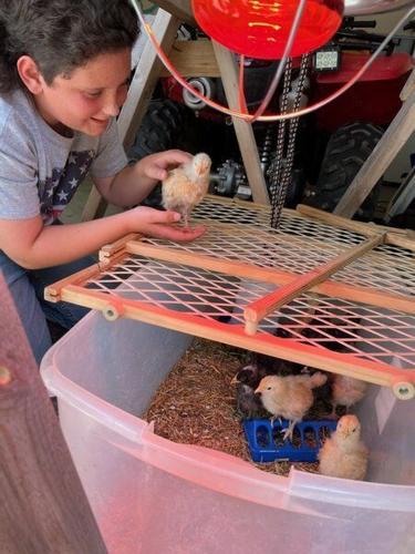 4-H - They were winners in Chick Chain | Arts & Entertainment ...