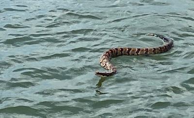 A big rattler atop the water | News | advertisergleam.com