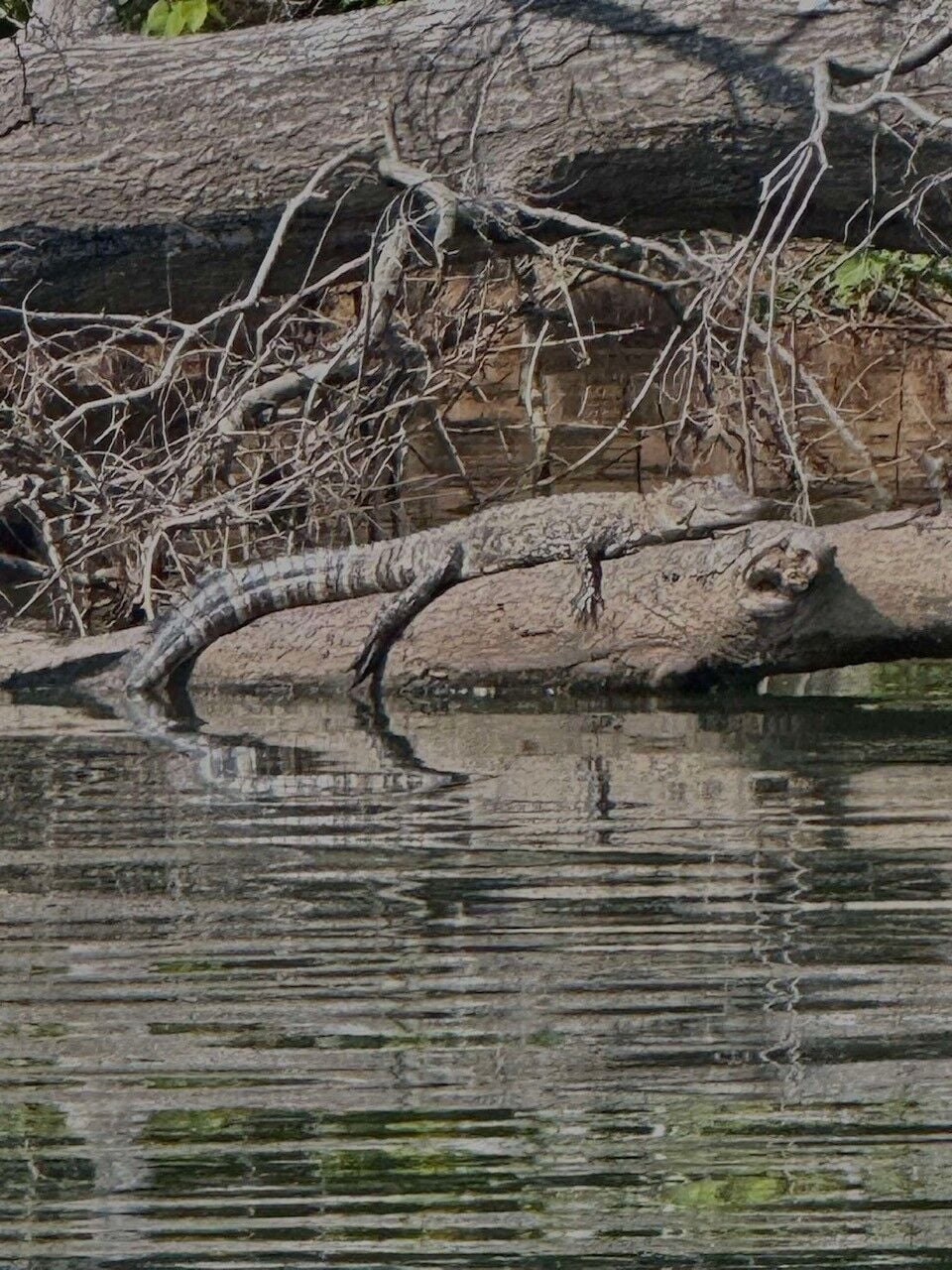 An alligator below the dam? | News | advertisergleam.com