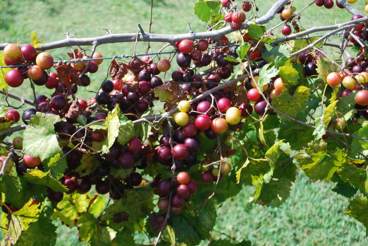 Meet the Farmer – It’s Busy Season for Muscadine Growers | News ...