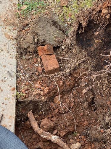 Tree pops up old well brick | | advertisergleam.com