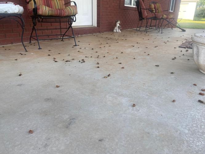 Home & Farm - Cicada emergence starts in county | News ...