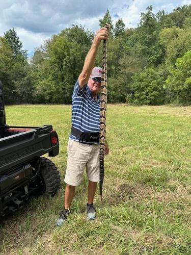 The biggest rattler you ever saw | Local News | advertisergleam.com