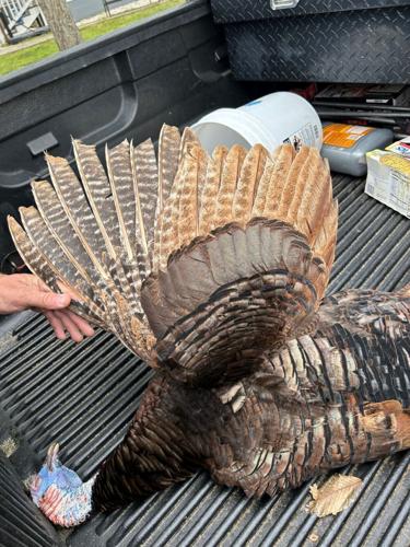 Outdoors – Rare red phase turkey for Garrett | Sports | advertisergleam.com