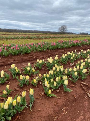 A visit to the tulip farm | News | advertisergleam.com