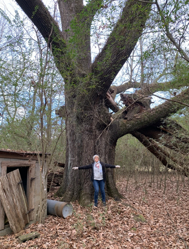Searching for the champion trees | News | advertisergleam.com