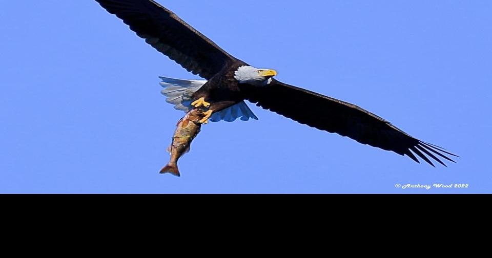 Eagle Awareness next weekend | News | advertisergleam.com