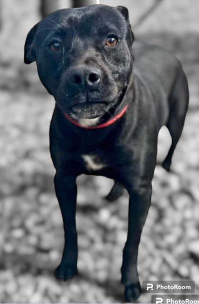 Tony is sweet, loving, playful | News | advertisergleam.com