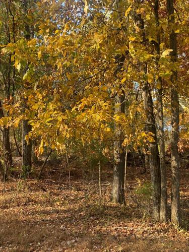 Now's time for fall color drive | News | advertisergleam.com