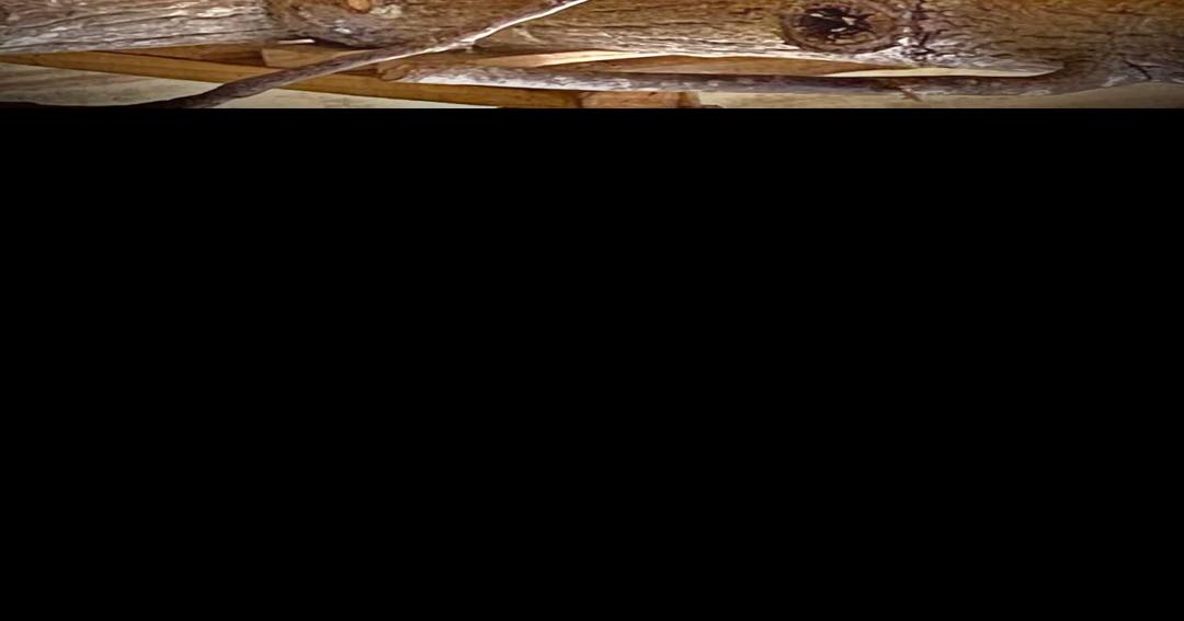 Thursday is Possum Day here | News | advertisergleam.com