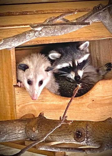 Thursday is Possum Day here | News | advertisergleam.com