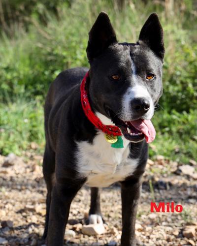 Milo the dog needs a new home | News | advertisergleam.com