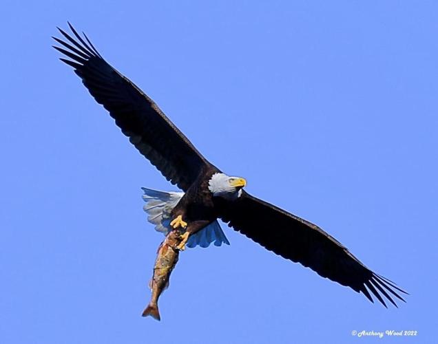 The origins of Eagle Awareness | News | advertisergleam.com