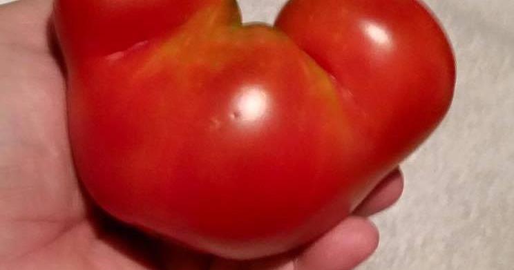 Tomato is shaped like Mickey Mouse | News | advertisergleam.com