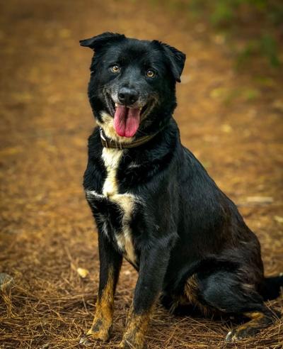 Beloved Cooper needs new home | News | advertisergleam.com