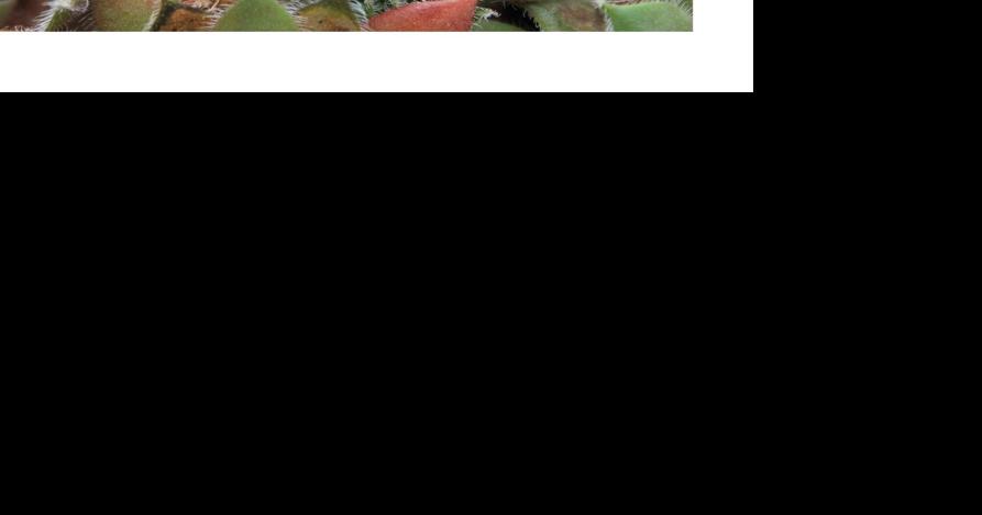 Israel Fall Succulent Centerpiece Nov. 10 | Local News ...