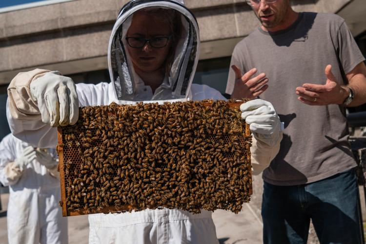 Honey Bee Club | Gallery | alestlelive.com