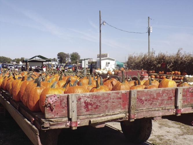 REVIEW: Relleke Pumpkin Patch offers small scale county fair vibe ...