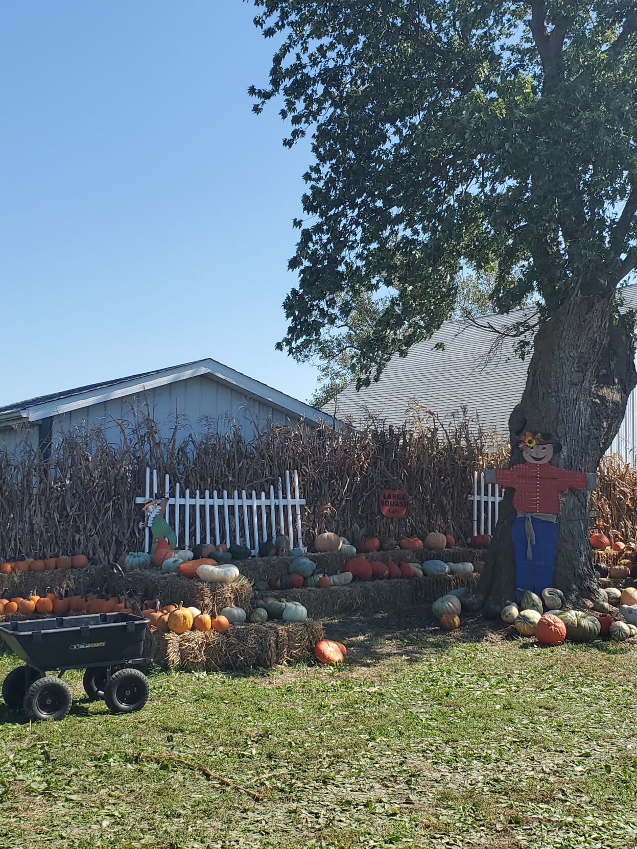 REVIEW: Relleke Pumpkin Patch offers small scale county fair vibe ...