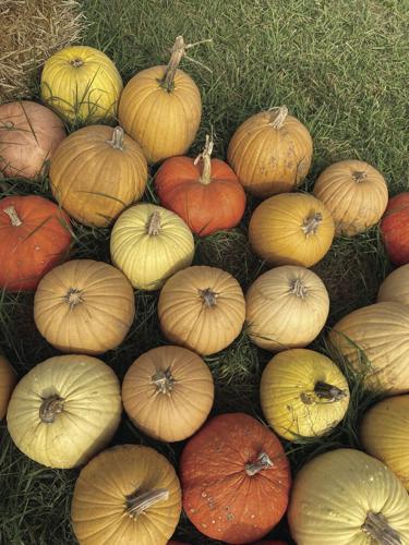 REVIEW: Rinkel Pumpkin Farm is a hidden fall delight | Lifestyles ...