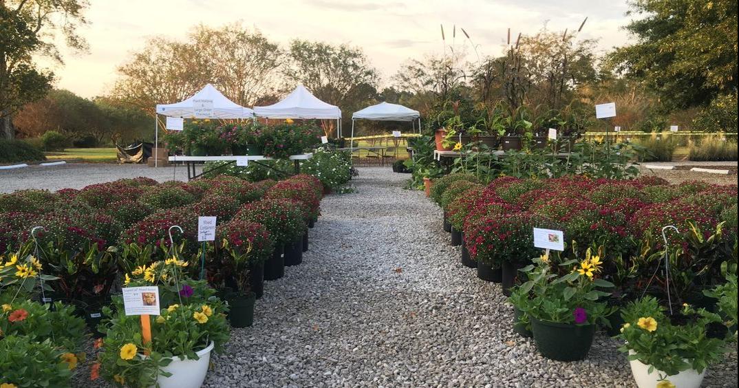 LSU AgCenter Research Center hosts 2023 Fall Garden Day and Plant Sale ...