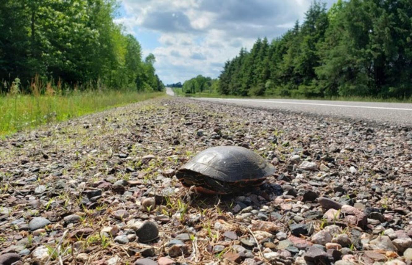 Be aware of turtles during nesting season | News | antigojournal.com