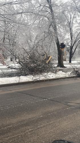 Destructive beauty. Ice storm brings downed trees, widespread power ...