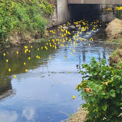 AVAIL 2nd annual Rubber Duck Derby is a major hit | News ...